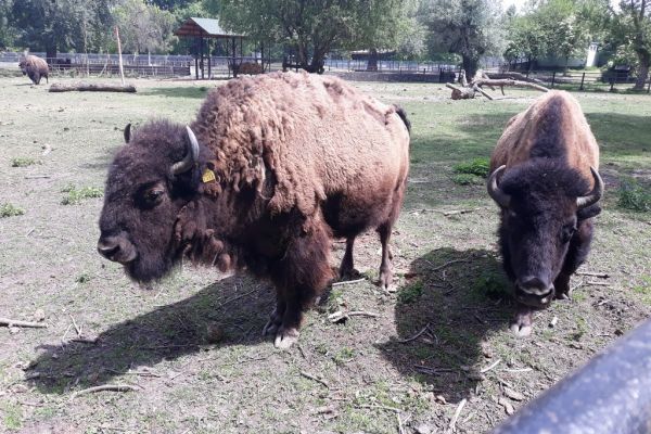 AMERIČKI BIZON - Novosti | Zoo vrt Osijek
