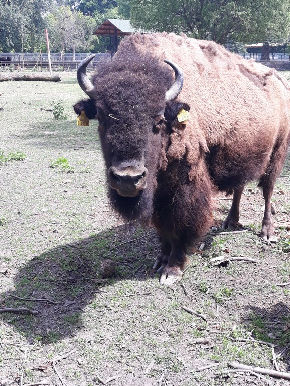 AMERIČKI BIZON - Novosti | Zoo vrt Osijek