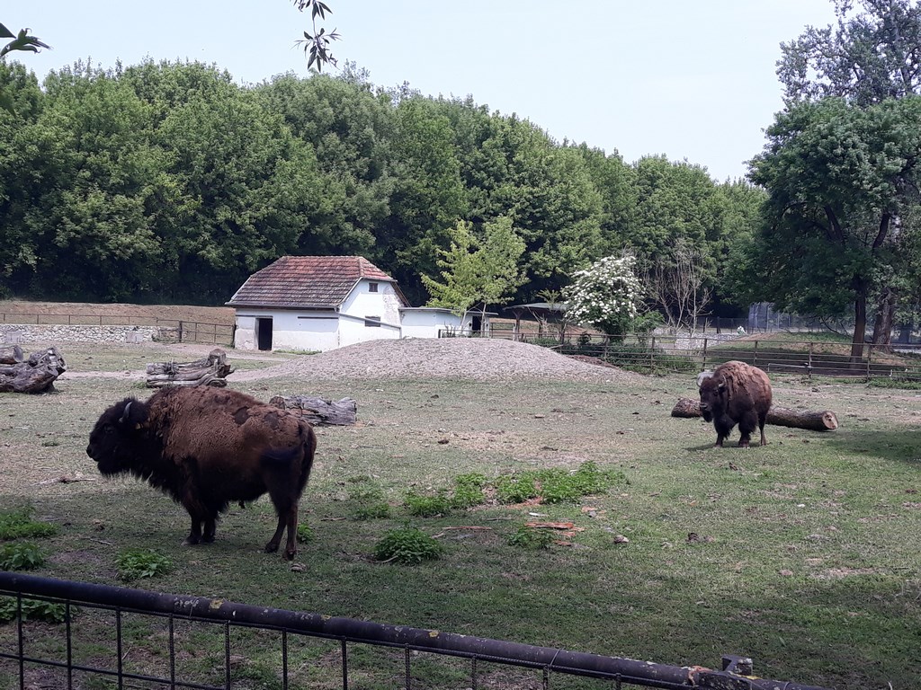 AMERIČKI BIZON - Novosti | Zoo vrt Osijek