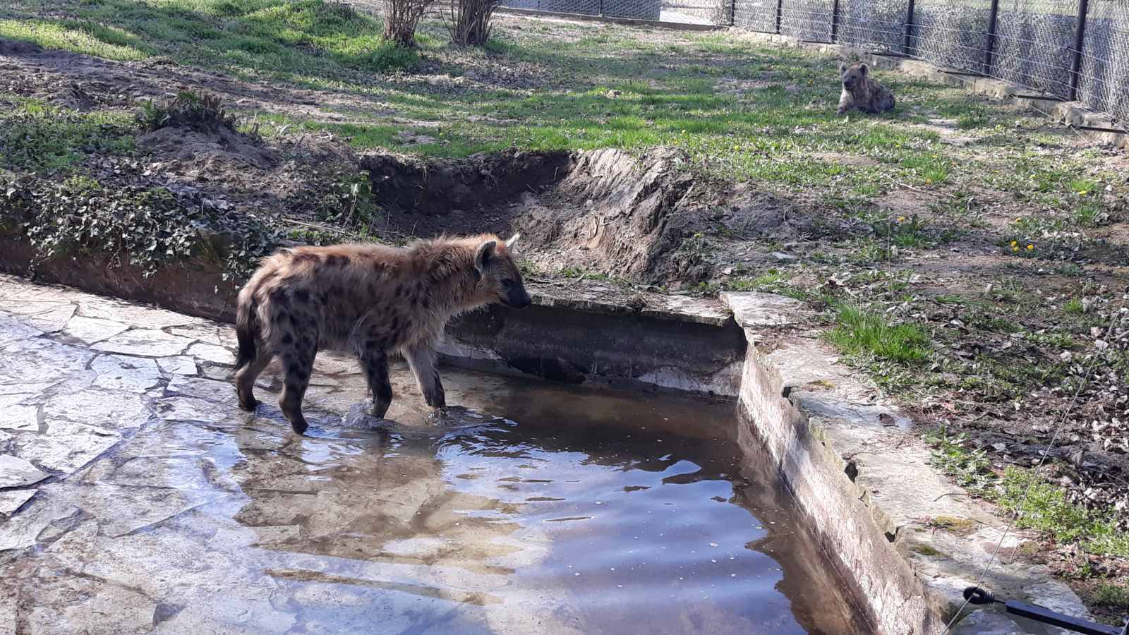 HIGIJENA U HIJENA - Novosti | Zoo vrt Osijek